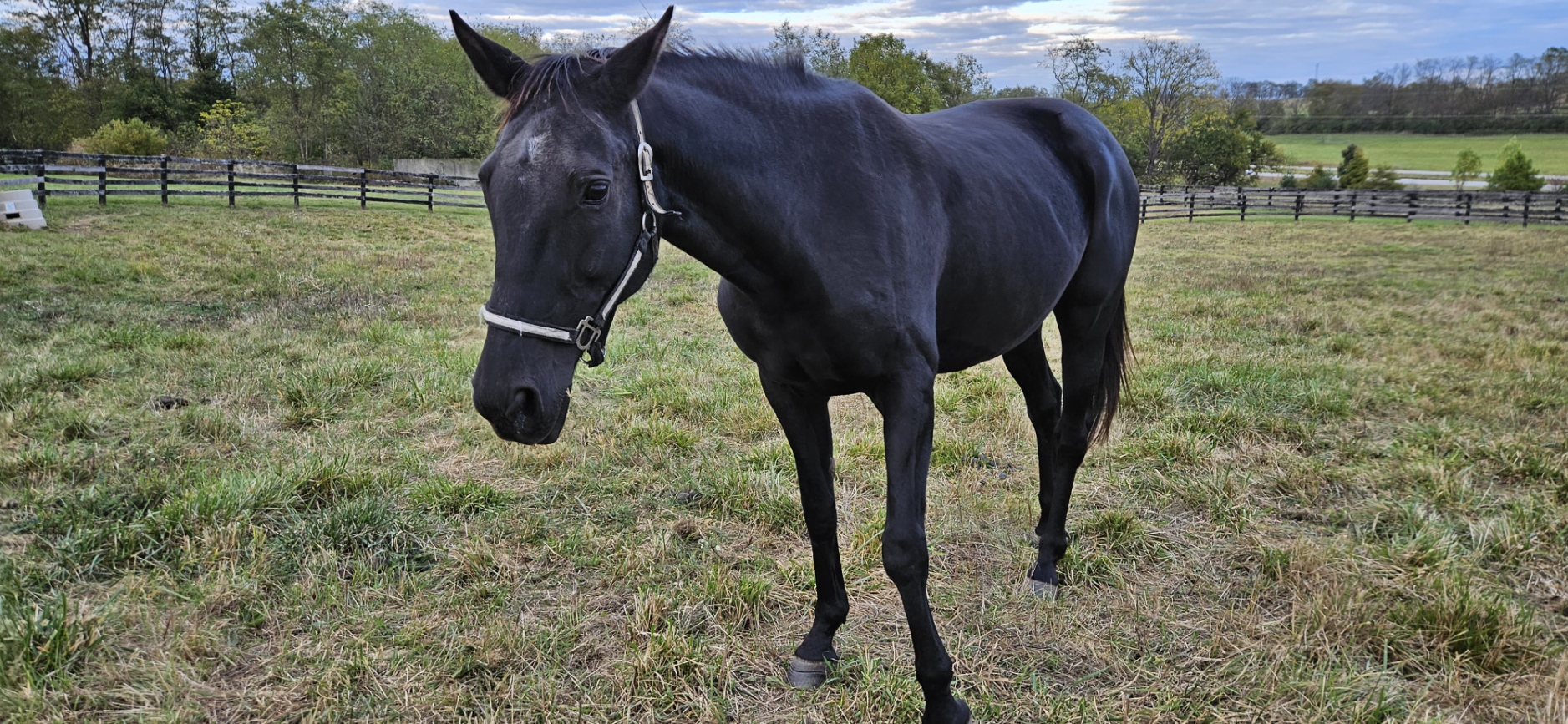 Mane Characters Equine Reserve & Retirement – Every Horse, A Tale To ...