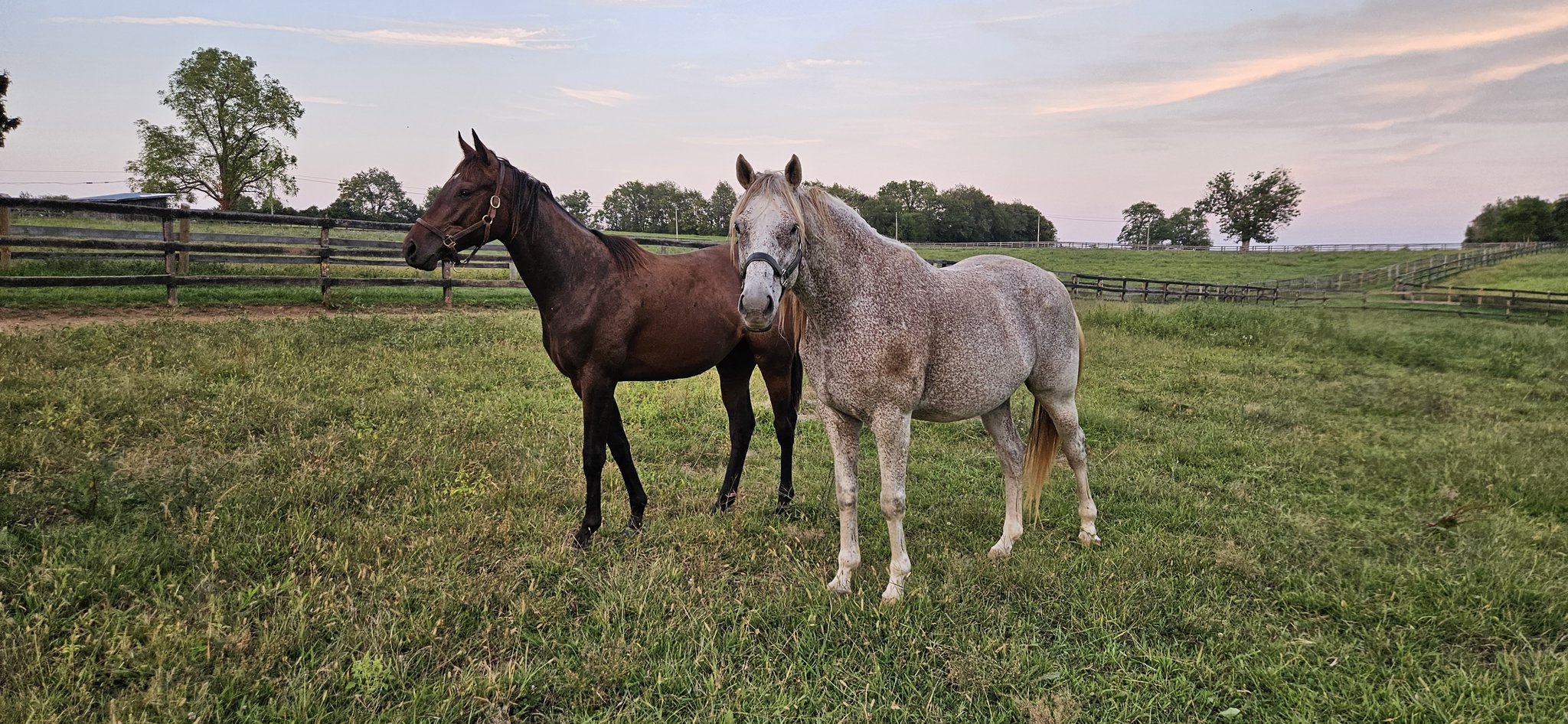 Mane Characters Equine Reserve & Retirement – Every Horse, A Tale To ...
