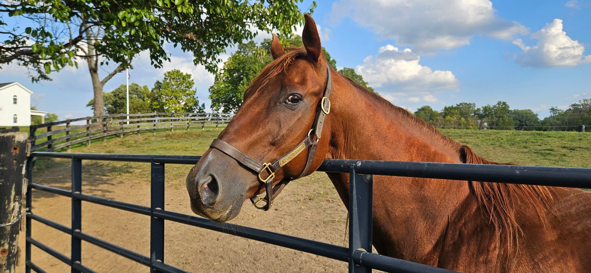 Mane Characters Equine Reserve & Retirement – Every Horse, A Tale To ...
