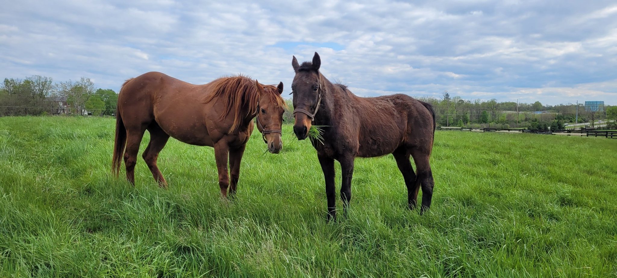 Mane Characters Equine Reserve & Retirement – Every Horse, A Tale To ...