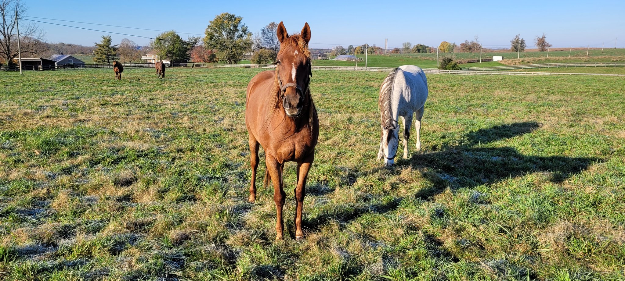 Mane Characters Equine Reserve & Retirement – Every Horse, A Tale To ...