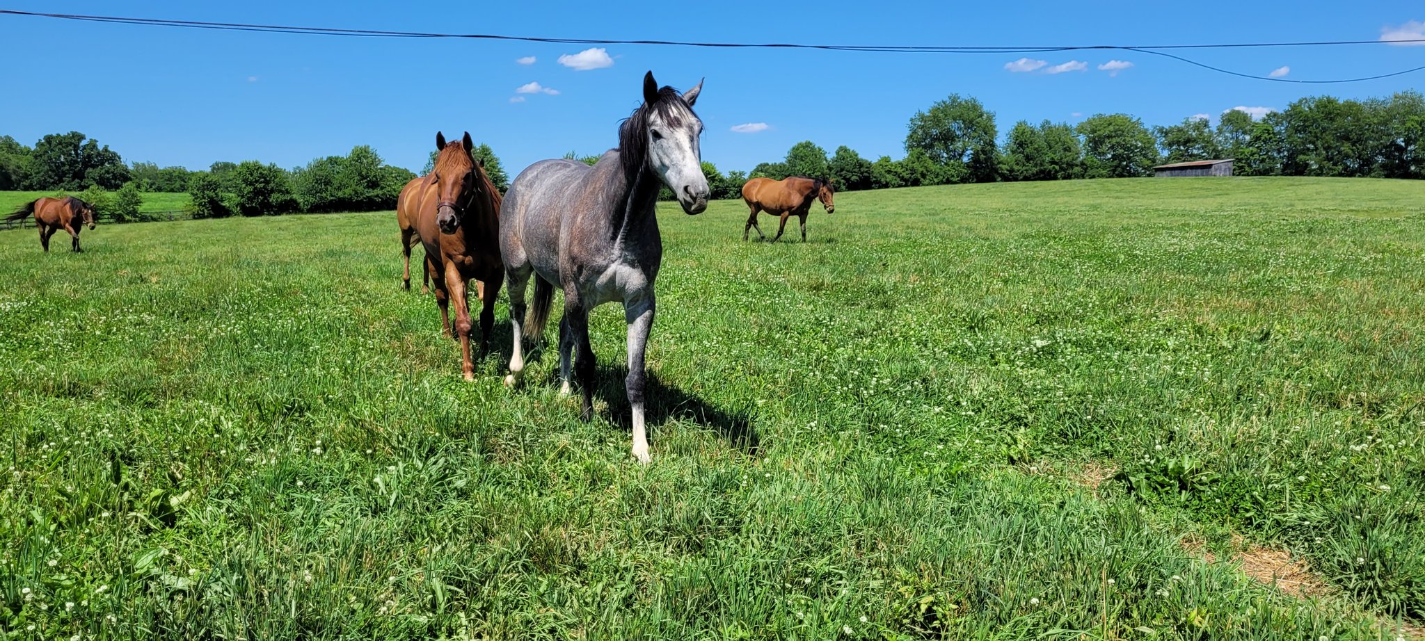 Mane Characters Equine Reserve & Retirement – Every Horse, A Tale To ...